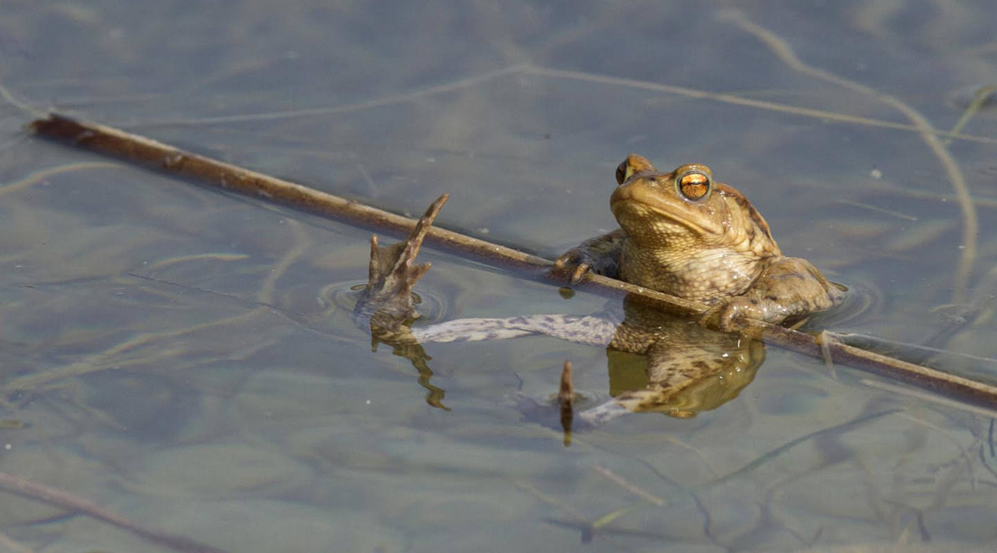 Sauver les batraciens | Pro Natura